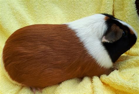 Flappie Is Geplaatst Dierenvangnet Nl