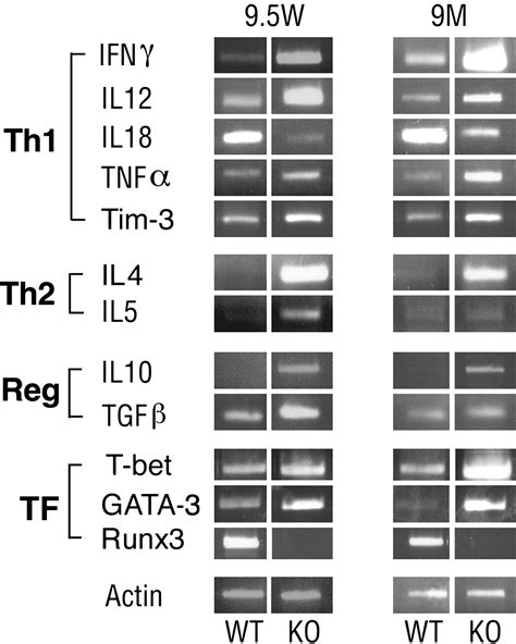 loss of runx3 function in leukocytes is associated with spontaneously