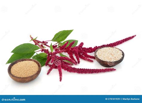 Amaranthus Plant Dried Seed And Puffed Grain Stock Image Image Of