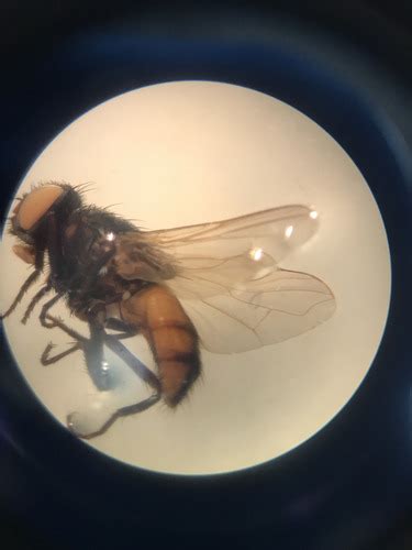 Fly Pics Flashcards Quizlet