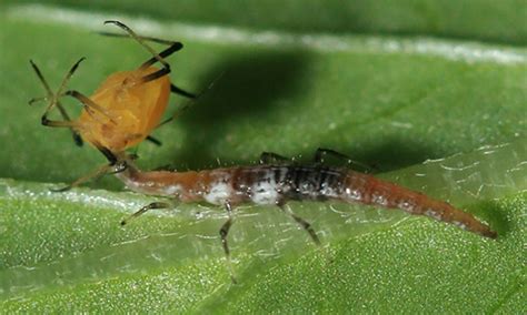 Biocontrol Agents Brown Lacewings