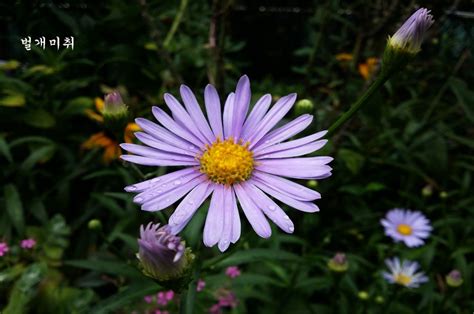 여름에 피는 보라색자주색 꽃의 종류와 이름 네이버 블로그