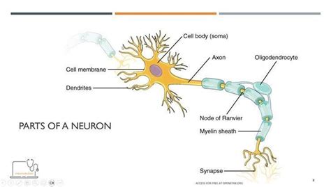 01 Multiple Sclerosis Basic Anatomy And Pathophysiology Cj Wolf Md Cpc Cpc I