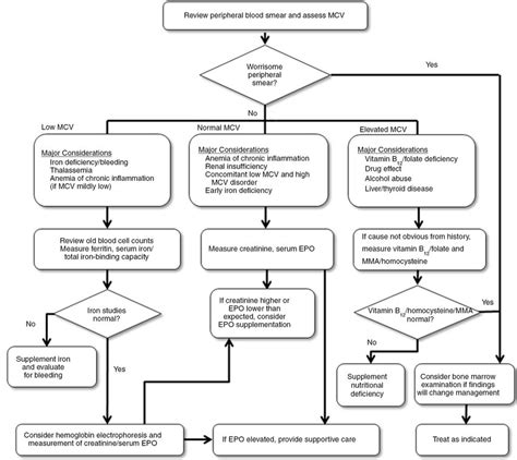 algorithm for evaluation of anaemia in older patients each participant