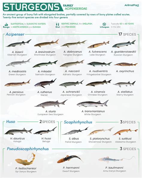 Sturgeon Species Size Lifespan Habitat Diet And Pictures