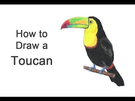 How To Draw A Keel Billed Toucan Colored Pencil Tutorial Youtube