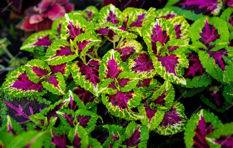 Premium Photo Plectranthus Scutellarioides Coleus Plant Multi