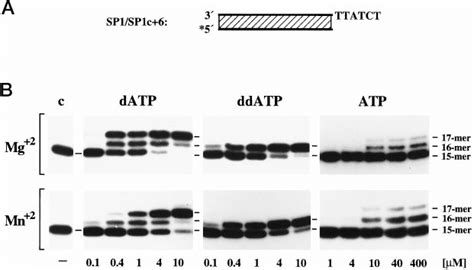 Nucleotide Specificity Of Asfv Pol X A Scheme Of The Templateprimer Download Scientific