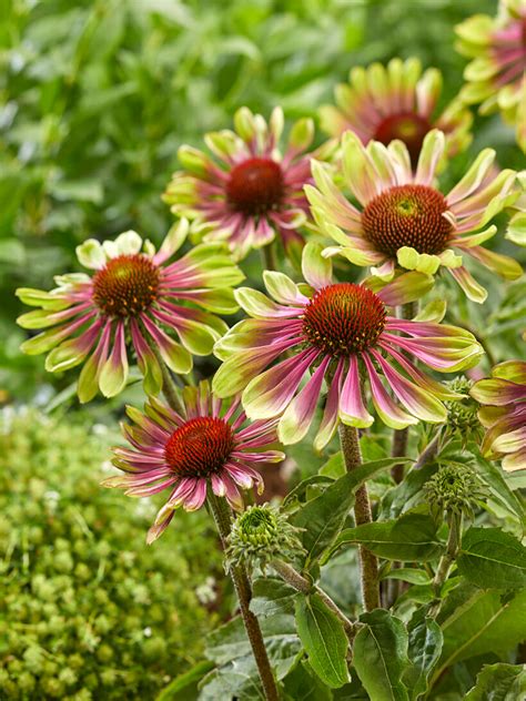 Echinacea Green Twister Coneflower Dutchgrown™