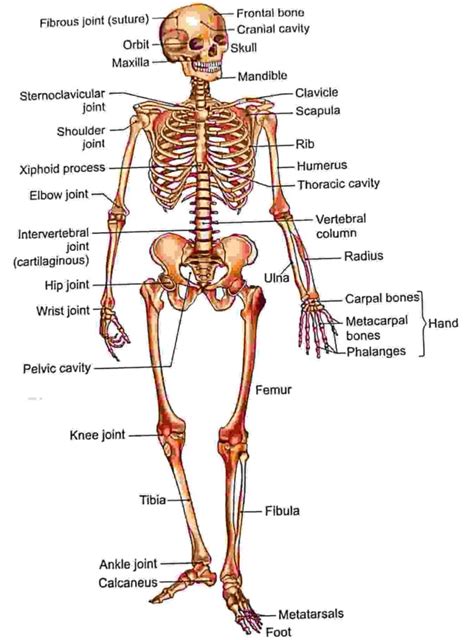 Introduction Of Bone