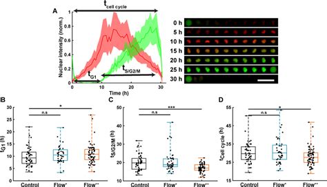 Analysis Of Single Cell Cycle Dynamics Under Sinusoidal Fluid Flow