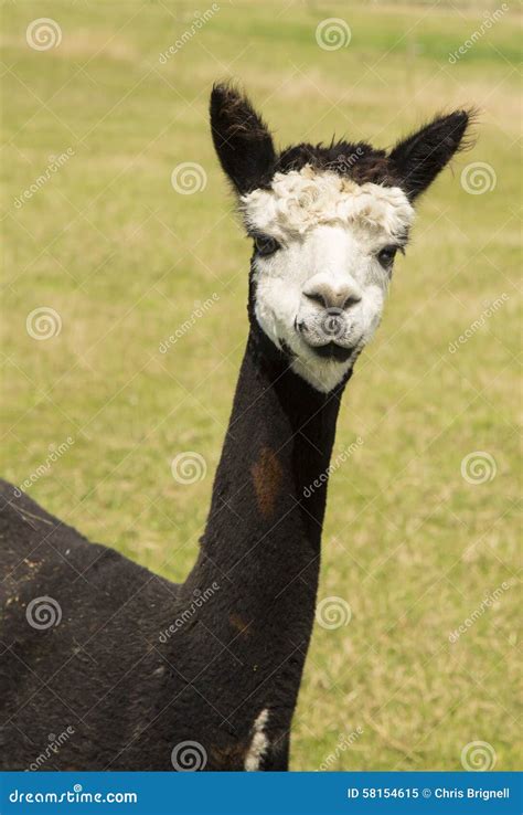 Cute Alpaca Portrait Stock Image Image Of Pacos Alpaca 58154615
