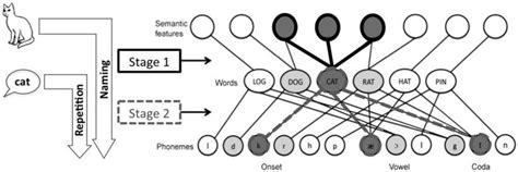 Two Step Interactive Model Of Lexical Access And Routes Of Naming