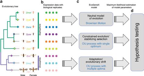 workflow diagram evogenex takes as input an evolutionary tree