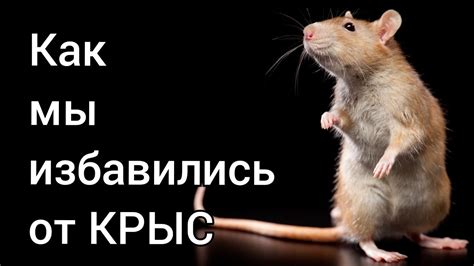 Как мы избавились от крыс и мышей в курятнике - YouTube