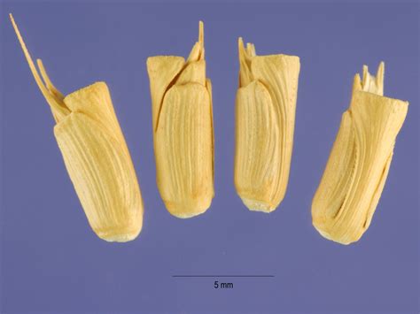 Jointed Goatgrass Aegilops Cylindrica