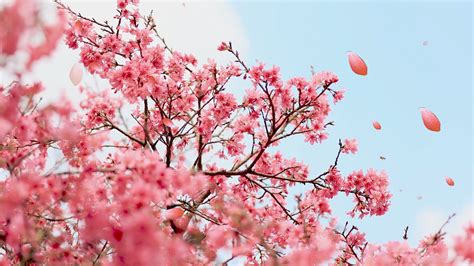 桃花花瓣飘落ae视频动态背景模板视频特效素材 千库网