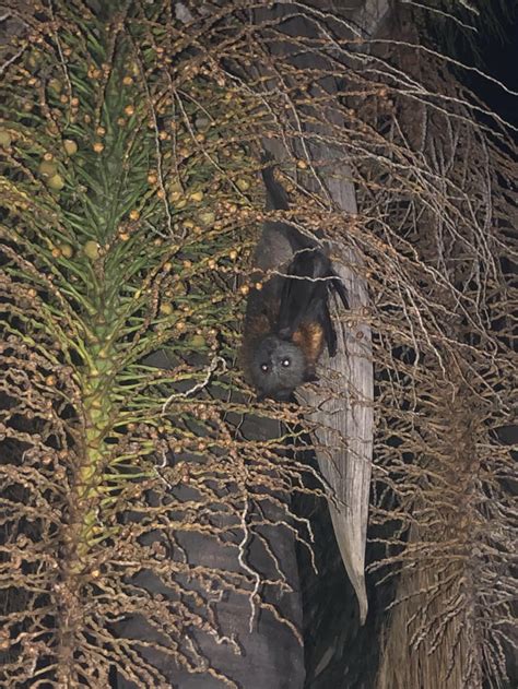 This Beautiful Flying Fox Spends Its Nights Outside My Kitchen Window