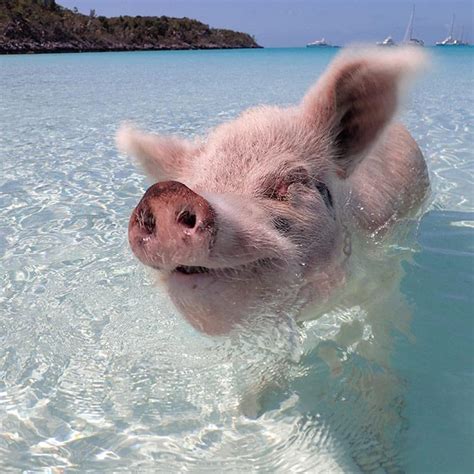 Pigs And Turtles Bluefinn Charters Boat Charters For The Islands Of