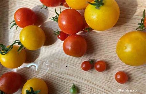 Spoon Tomato Review Bren Haas