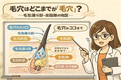 毛穴はどこまでが“毛穴”？──毛包漏斗部〜皮脂腺の地図