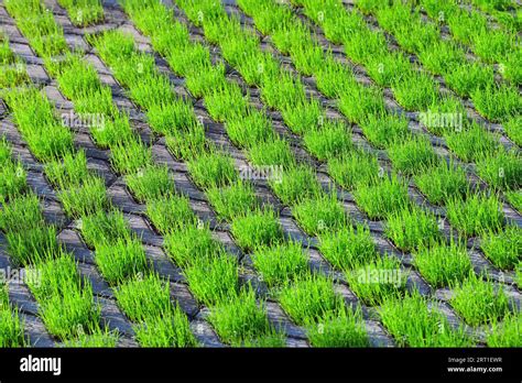 Grass Grids Grass Lawn Stock Photo Alamy