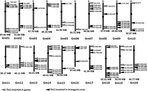 Figure 1 From Tnt1 Retrotransposon Mutagenesis A Tool For Soybean