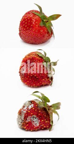 Strawberry Fruit A Widely Grown Hybrid Species Of The Genus Fragaria