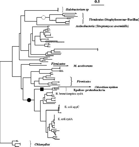 Unrooted Tree Of Cytochrome Bd Subunit I Genes In A Broad Survey Using Download Scientific