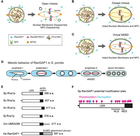 Nuclear Envelope Mitosis