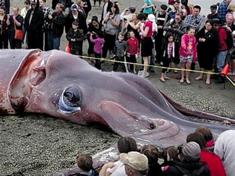 Giant Squids Found