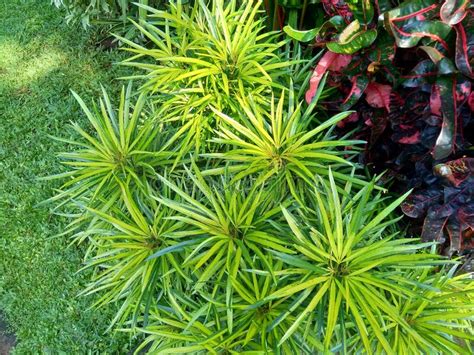 Osmoxylon Lineare Plant