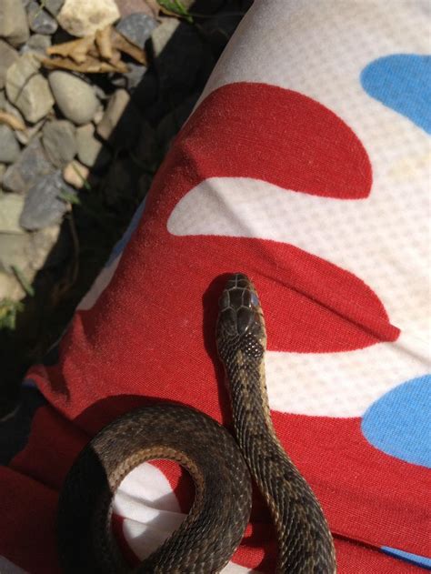 3 Ways To Catch A Snake WikiHow