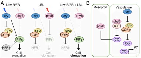 Indirect Signal Convergence Downstream Of Crys And Phyb A Cry‐ And Download Scientific