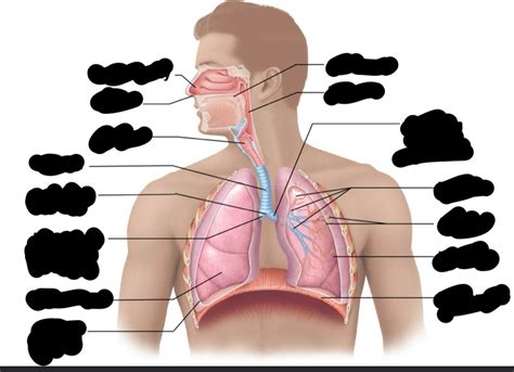 12 Diagram Quizlet