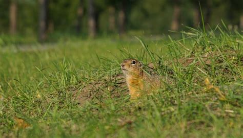 Cute Gopher Sits In The Grass In A Field In Summer Stock Image Image Of Furry Bobak 213806731