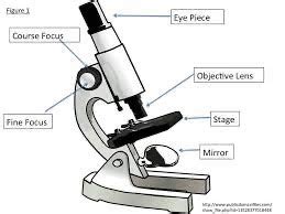 Microscopes Flashcards Quizlet