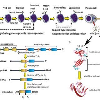 B Cell Differentiation Pathway And Mechanisms For Generation Of Download Scientific Diagram