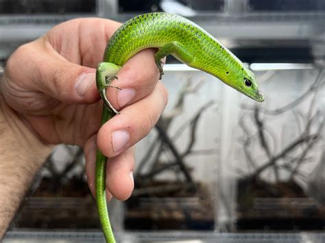 Emerald Tree Skink Other Skink By Herptime Morphmarket