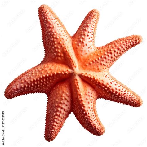 Five Armed Realistic Starfish With Intricate Textures And Natural