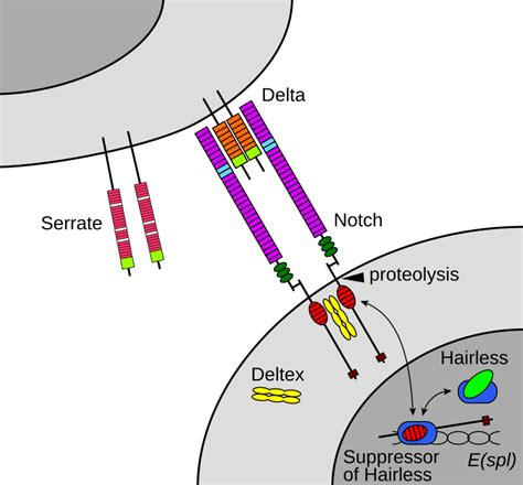 Notch Signaling Pathway Wikipedia