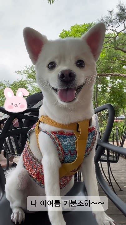 더워도 나는 햄보ㄱㅐ🐕🐕 웃는강아지 여름이 스피츠 스피츠믹스 Youtube