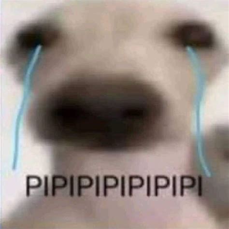 Pipipi C Memes Cartoon Memes Silly Images
