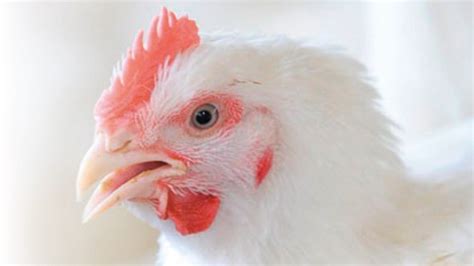 Vacunación Contra Ibv Con Cevac Ibird® Y Cevac® Mass L Cadena Avicola