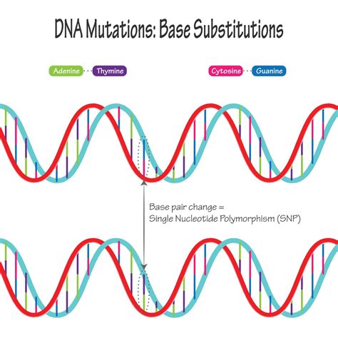 Diagram Of Single Nucleotide Polymorphism Dna Mutation 7165638 Vector Art At Vecteezy