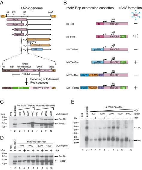 Expression Of Aav 2 Rep Proteins By First Generation Recombinant Download Scientific Diagram