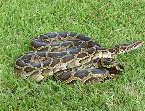 20 Types Of Pythons Species Facts And Photos