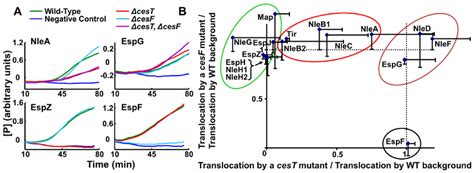 Effector Translocation In The Absence Of Cest Or Cesf Or Both A Download Scientific Diagram
