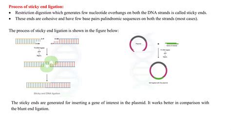 Ligase Enzyme Pdf