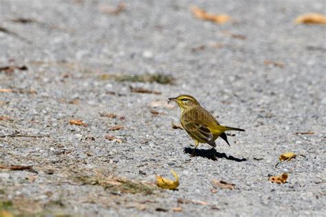 Palm Warbler Eating Black Ants Stock Image Image Of Curious Cheerful